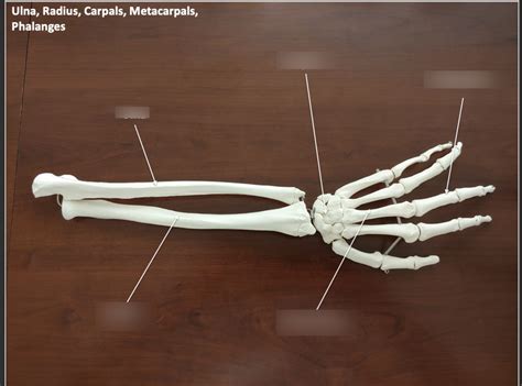 Ulna Radius Carpals Metacarpals Phalanges Diagram Quizlet