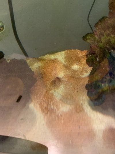 Orange Algae All Over Sand Turning Stringy What To Do Reef2reef