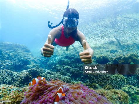 태국 사매산에서의 스노클링 여행 산호초 바다 수영장에서 물고기와 함께 수중 다이빙 40 44세에 대한 스톡 사진 및 기타 이미지 40 44세 관광 관광객 Istock