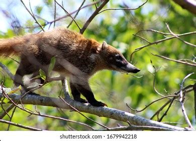 228 Coati Red Royalty Free Photos And Stock Images Shutterstock