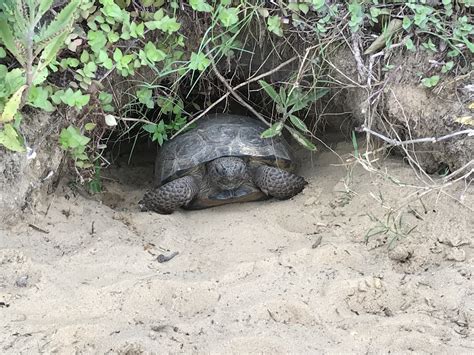 Sfi Certified Forests Play Key Role In Gopher Tortoise Conservation