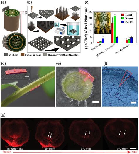 Schematic Of A Microneedle Array And Plant Stem Tissue And B The