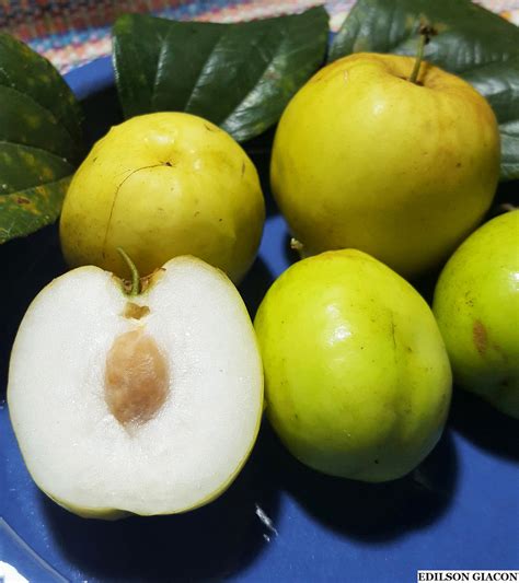 Viveiro Ciprest Plantas Nativas E Exóticas Jujuba Chinesa Ziziphus