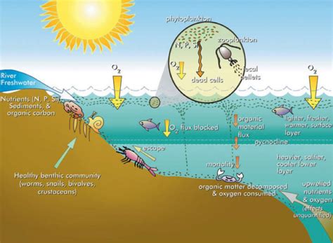 Nitrogen Model Agriculture Apsim Mertqtype