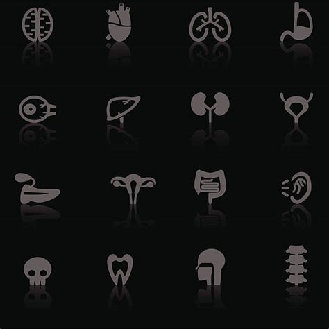 Oesophagus Icon High Res Illustrations Getty Images