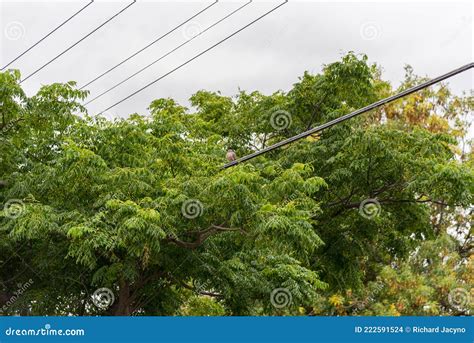 Trees Growing Around Power Lines Stock Photo Image Of Australia Hanging 222591524