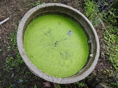 Green Tiny Algae Fungus Grass Floating On The Surface Of The Water