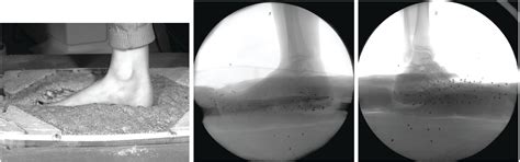 Prehistoric Motion Capture Arched Footprints Record The Motions Of Fossil Hominin Feet