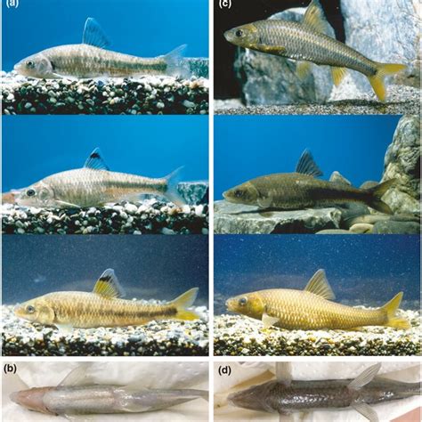 Divergent Color Phenotypes With Or Without Countershading In