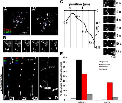Figure 4 From The Somatodendritic Endosomal Regulator Neep21