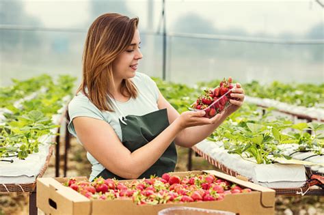 베스트 온실에서 근무 하는 농업 엔지니어와 명의 하 재배 딸기 자 상자 딸기 따기 농장 딸기 작물 개념에 Berrying 여자