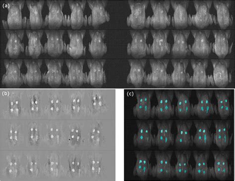 Figure 12 From Multispectral Fluorescence Imaging Technique For On Line