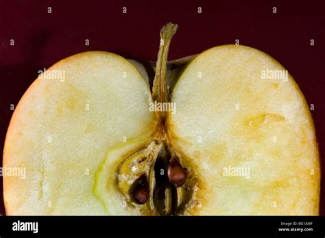 Cross Section Of Apple Stock Photo Alamy