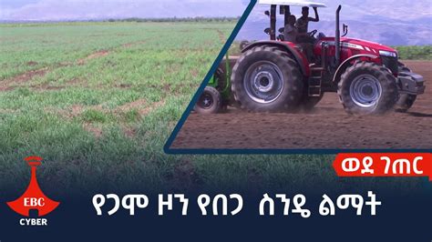 በፍራፍሬ ምርት የሚታወቀው የጋሞ ዞን በበጋ መስኖ ስንዴ ልማት Etv Ethiopia News Youtube