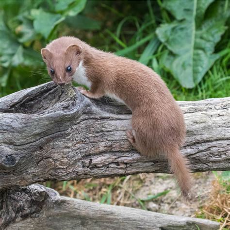 White Weasels In Michigan