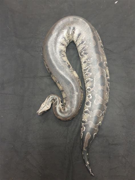 Pair Sumatran Short Tailed Python By Brt Reptiles Morphmarket