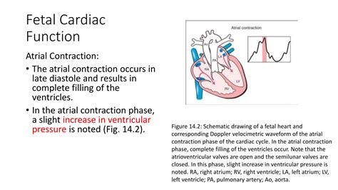 Fetal Cardiac Function Early Detections Ppt
