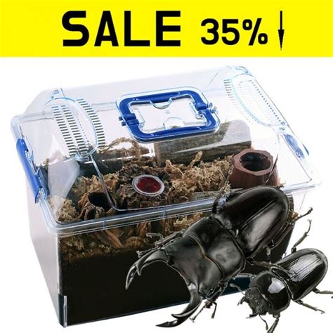 왕사슴벌레세트 71~72mm45~46mm 곤충아카데미