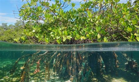 Adnoc Gas Signs 14 Year Lng Supply Agreement With Indian Oil Corporation Gas