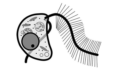 Altruistic Viruses Virology Blog