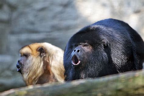 Howler Monkey Animal Facts Alouatta Az Animals