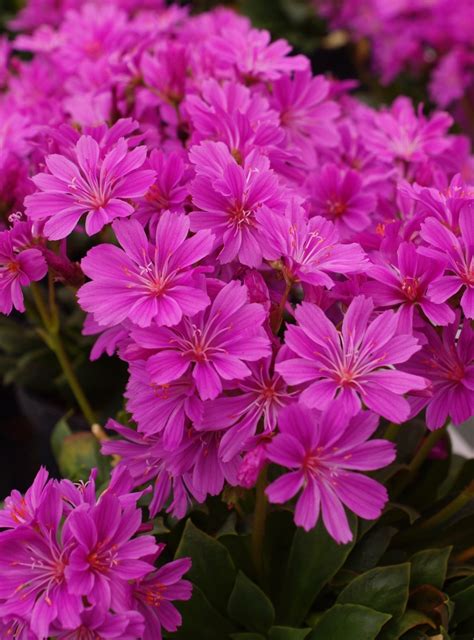 Lewisia Safira Violet