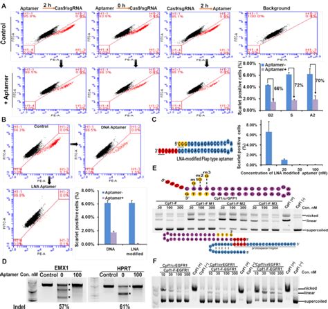 Development Of Aptamer Based Inhibitors For Crisprcas System Pmc