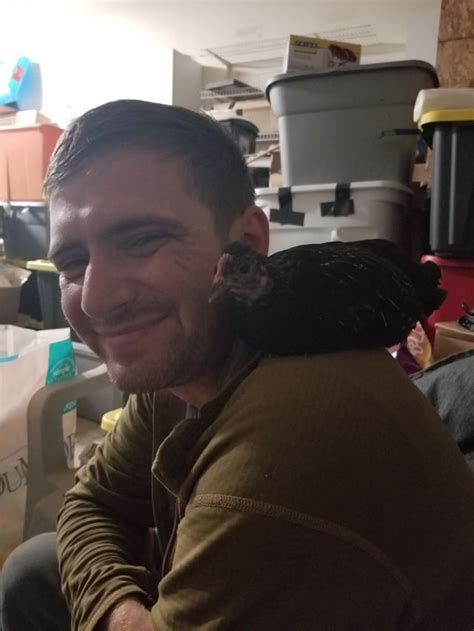 Which Breed Is My Hen R Backyardchickens