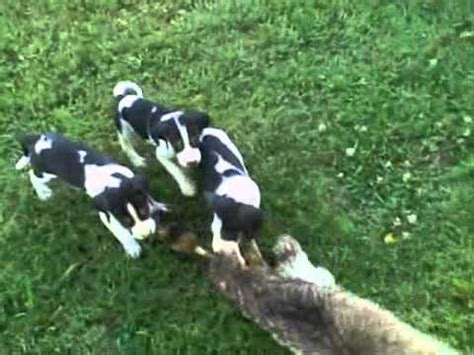 Treeing Walker Puppies For Sale YouTube