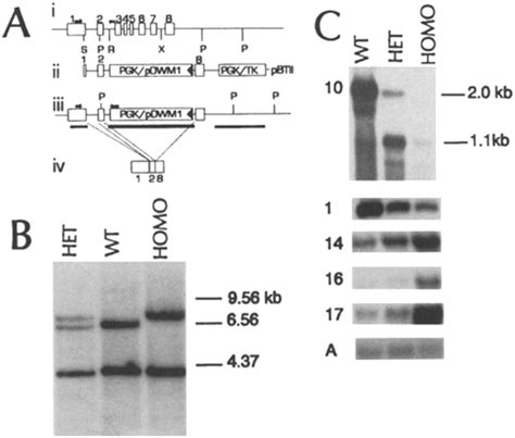 A I Structure Of The Cytokeratin 10 Locus Arrows Indicate The Download Scientific Diagram