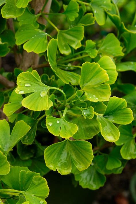 Ginkgo Biloba (Гинкго Двулопастный, храмовое дерево): купить семена в ...