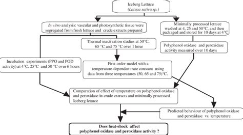 Experimental Overview Flow Diagram Summarizing The Experiments Carried Download Scientific