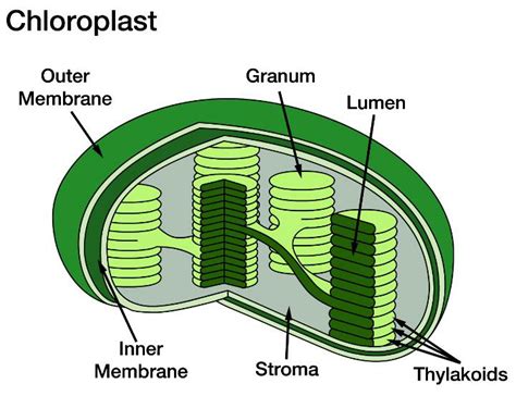 Plastids Definition Example Andtypes Video Lesson Transcript 48 Off