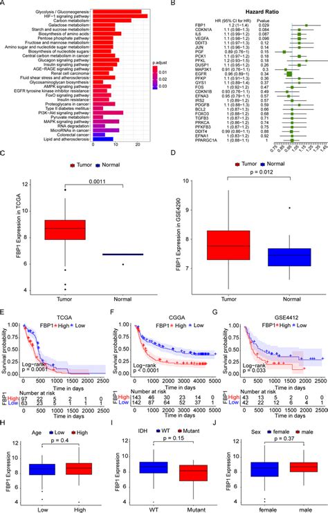 Screening Hrgs With Gbm Prognostic Value A Kegg Pathway Enrichment Download Scientific Diagram