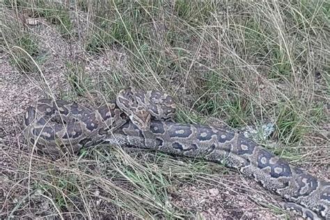 Pics Massive Python Found Hanging On Curtain Rail The Witness Pics Massive Python Found Hanging On Curtain Rail The Witness