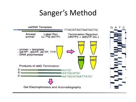 Dna Termination Method Pptx