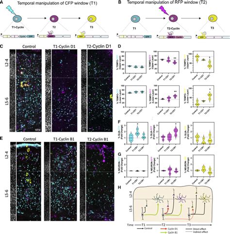 Tempo Enables Sequential Genetic Labeling And Manipulation Of Vertebrate Cell Lineages Neuron