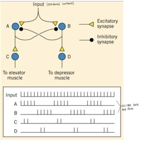Neuro Central Pattern Generators Flashcards Quizlet