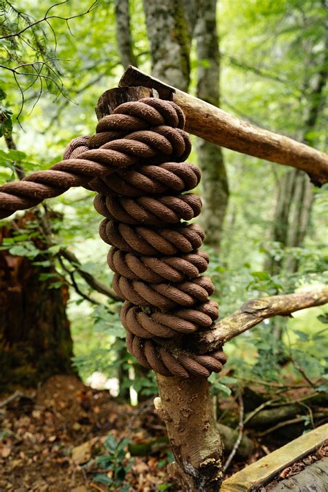 Must Know Drawbacks And Benefits Of Tree Cabling