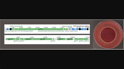 A Staphylococcus Capitis Strain With Unusual Bacteriocin Production