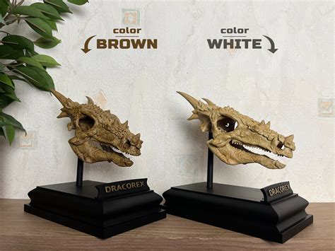 Dracorex Hogwartsia Skull