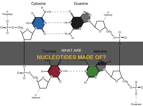 What Are Nucleotides Made Of Medshun