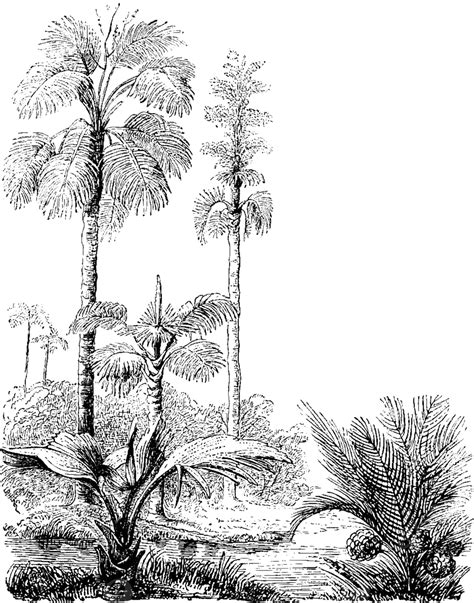 Gebang And Nipa Palm Trees Vintage Illustration Drawing Forest Engraved Vector Drawing Forest