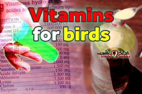 When do I provide vitamins to pet birds?