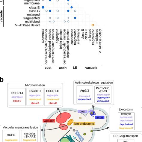 Factors Contributing To Incomplete Penetrance See Also Supplementary Download Scientific