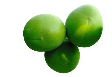 매실나무 특징 원산지는 중국으로 알려져 동의보감 갈증과 설사 멈추게 해