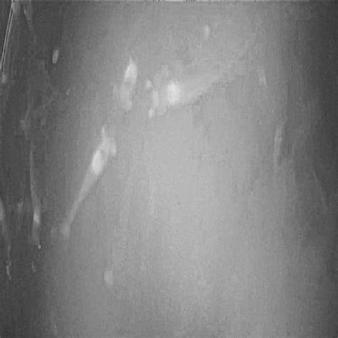 shrimp object detection dataset and pre trained model by shrimp