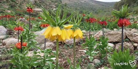 جاهای دیدنی دورود معرفی 17 جاذبه درورد لرستان عکس، آدرس و لوکیشن