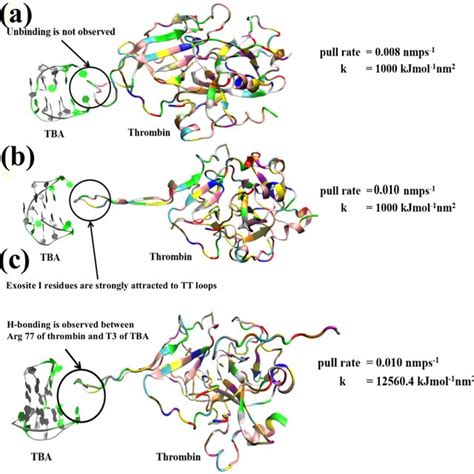 The Binding Between Thrombin And Tba Is Shown As Observed In Different Download Scientific