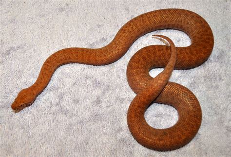 Pygmy Pythons Perthensis Cute Reptiles